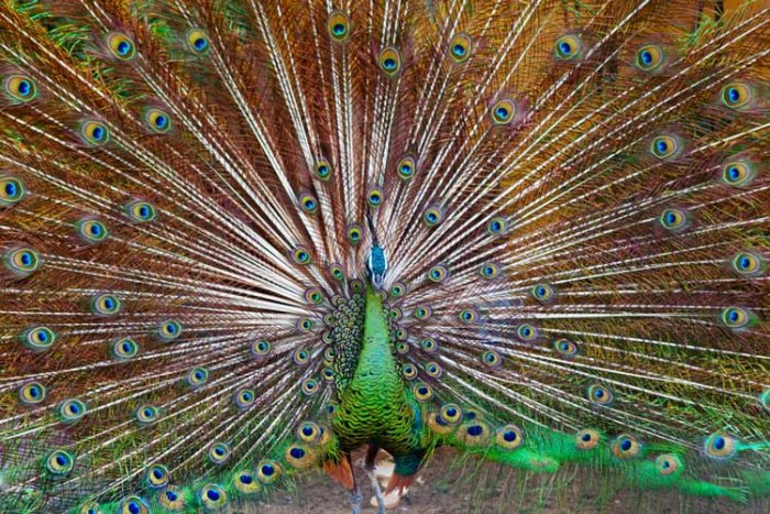 پرورش طاووس | اصول ، جوجه کشی ، نگهداری | جوجه کشی دات کام