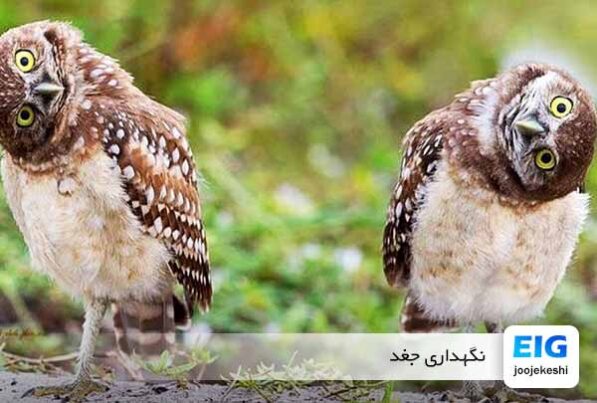 نگهداری از جغد | هر آنچه در باره جغد باید بدانید